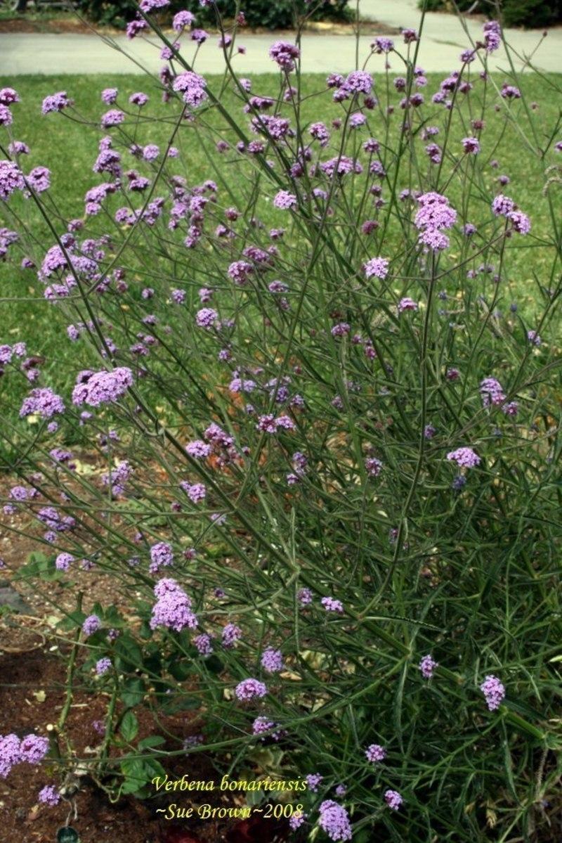 Photo of the entire plant of Tall Verbena (Verbena bonariensis) posted ...
