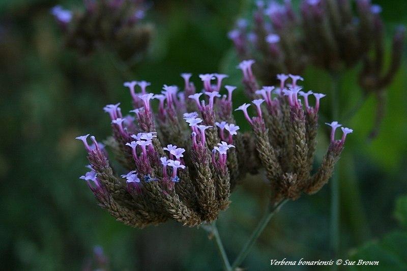 Photo of the bloom of Tall Verbena (Verbena bonariensis) posted by ...