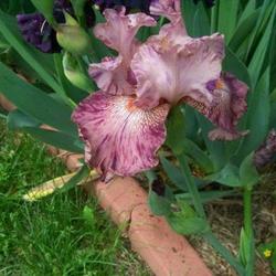 Tall Bearded Iris (Iris 'Nigerian Raspberry') in the Irises Database ...