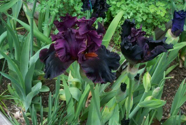 Photo of the bloom of Tall Bearded Iris (Iris 'Magical Realism') posted ...