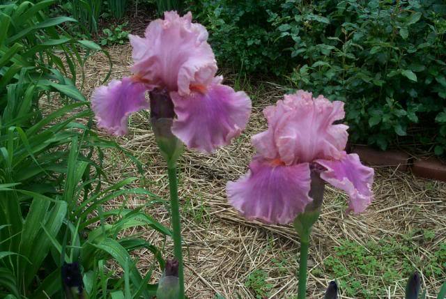 Photo of the bloom of Tall Bearded Iris (Iris 'Okapi Poppy') posted by Newyorkrita - Garden.org