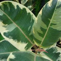 Rubber Tree (Ficus elastica 'Decora') - Garden.org