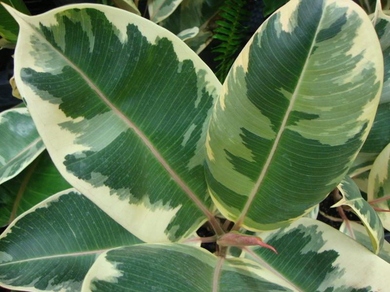 Photo of the leaves of Rubber Tree (Ficus elastica 'Decora') posted by ...