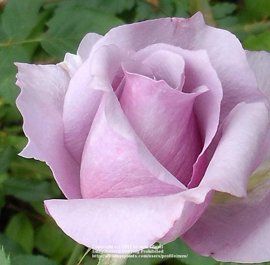 Photo of the closeup of buds, sepals and receptacles of Rose (Rosa ...