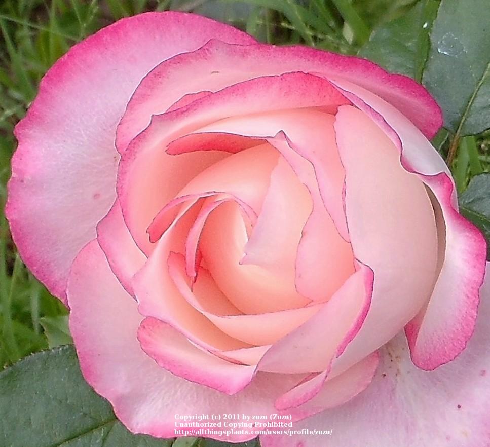 Rose (Rosa 'Maxim') in the Roses Database - Garden.org