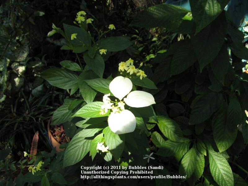 White Mussaenda (Mussaenda incana) - Garden.org