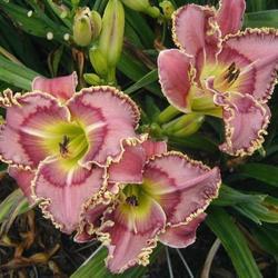 Photo of the bloom of Daylily (Hemerocallis 'Profound Mystery') posted ...