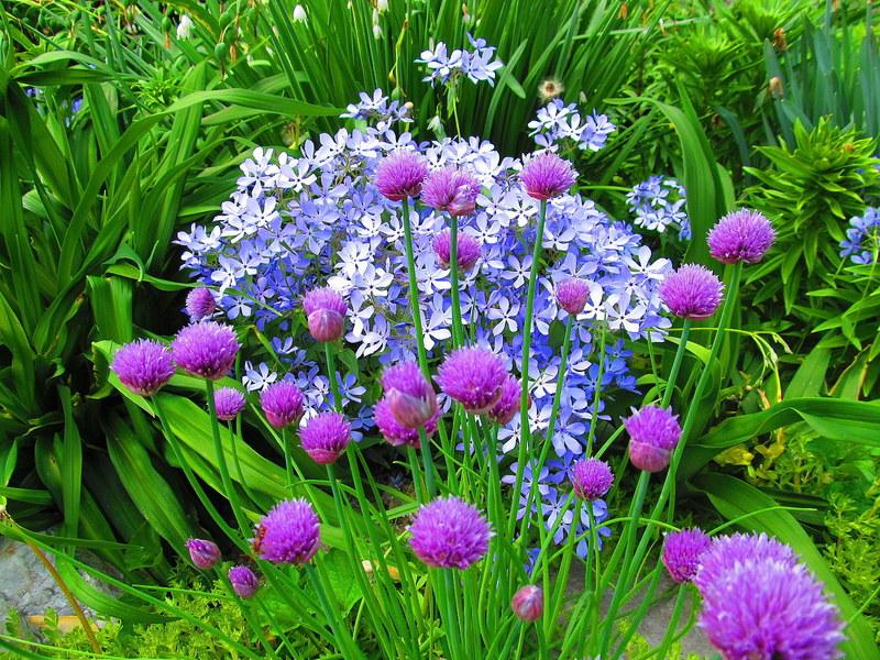 Chives: Plant Care and Collection of Varieties - Garden.org