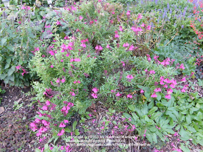 Photo of the entire plant of Autumn Sage (Salvia greggii 'Wild Thing ...