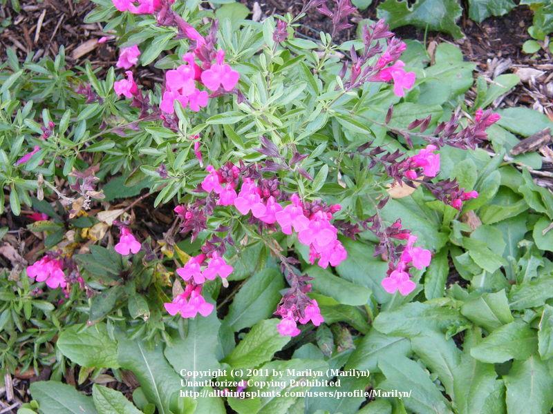 Photo of the bloom of Autumn Sage (Salvia greggii 'Wild Thing') posted ...
