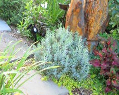 Lavender (Lavandula angustifolia 'Dwarf Silver') in the Lavenders ...