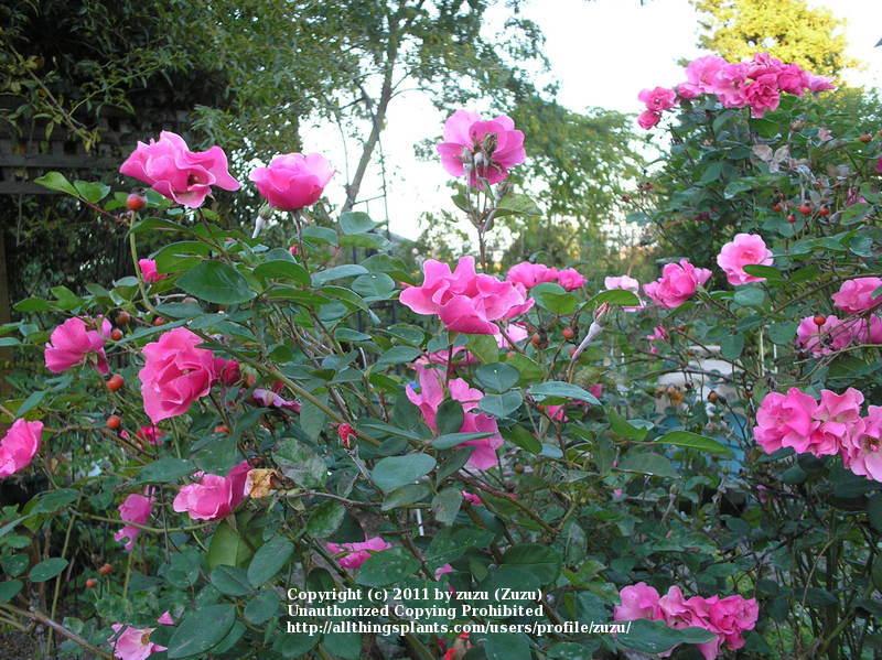 Photo of the entire plant of Rose (Rosa 'Else Poulsen') posted by zuzu ...