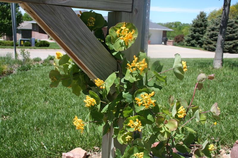 Photo of the entire plant of Yellow Honeysuckle (Lonicera flava) posted ...