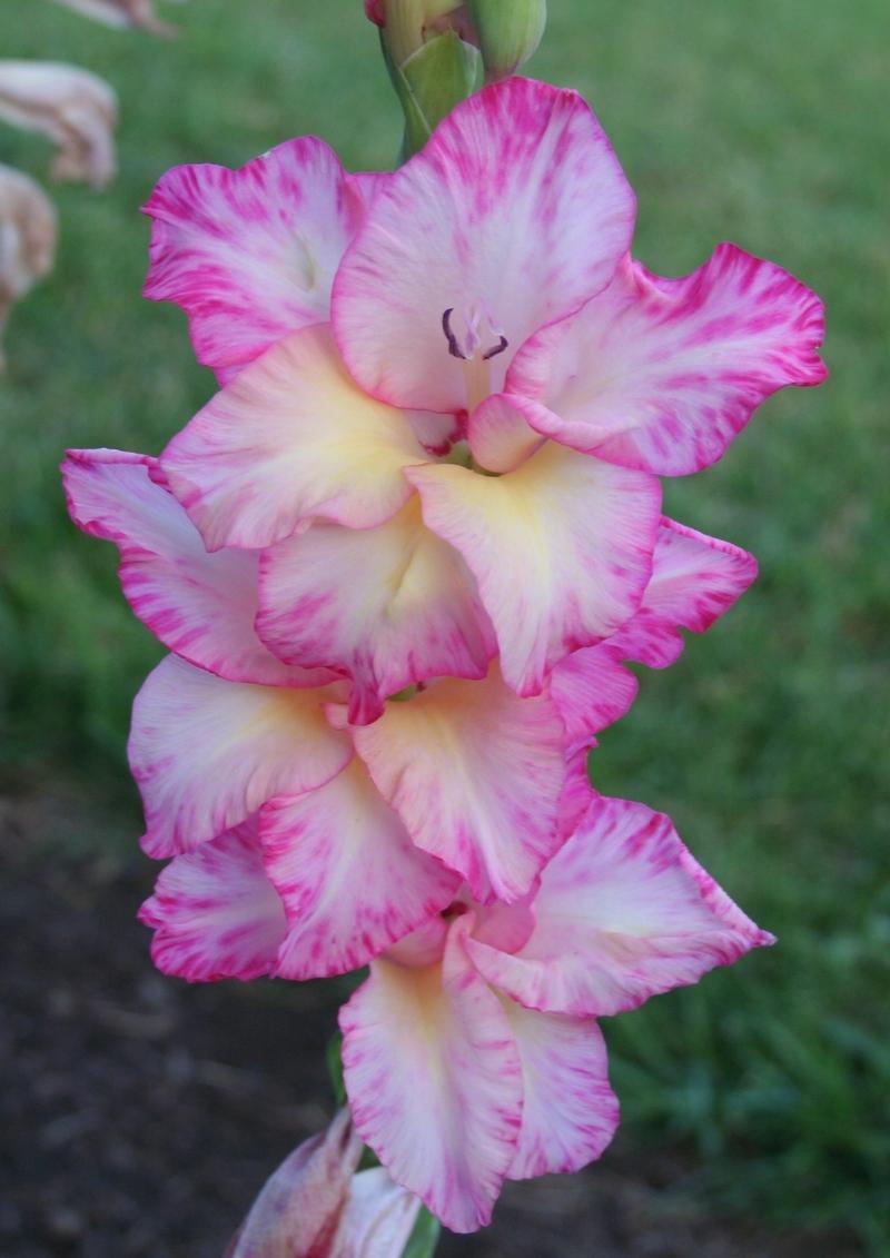 Photo of the bloom of Hybrid Gladiola (Gladiolus 'My Love') posted by ...