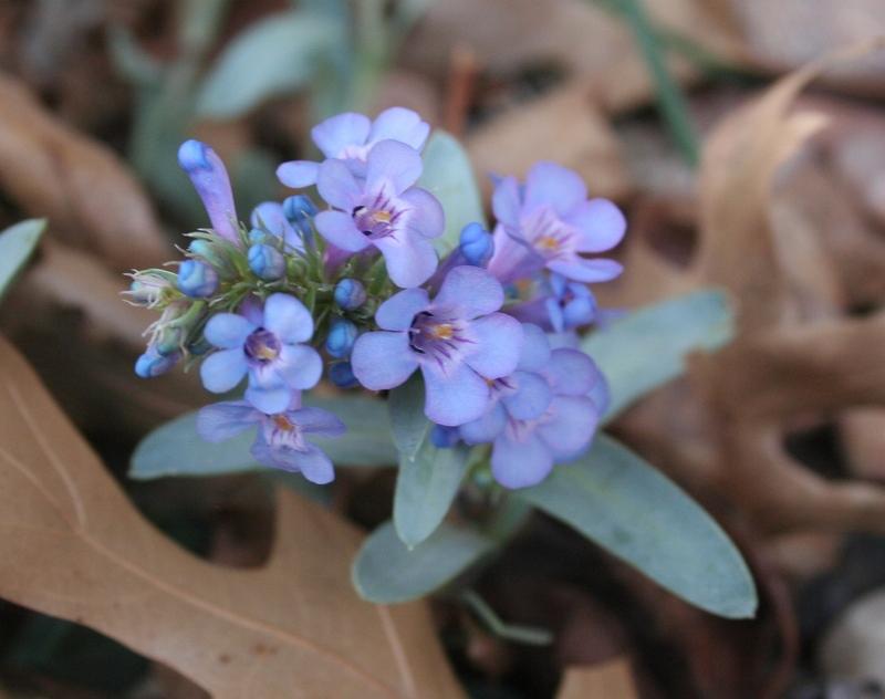 Sand Penstemon (Penstemon arenicola) in the Penstemons Database ...