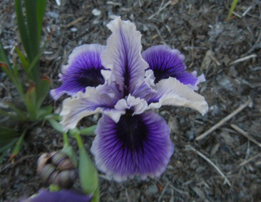 Photo of the bloom of Pacific Coast Iris (Iris 'Sea Admiral') posted by ...