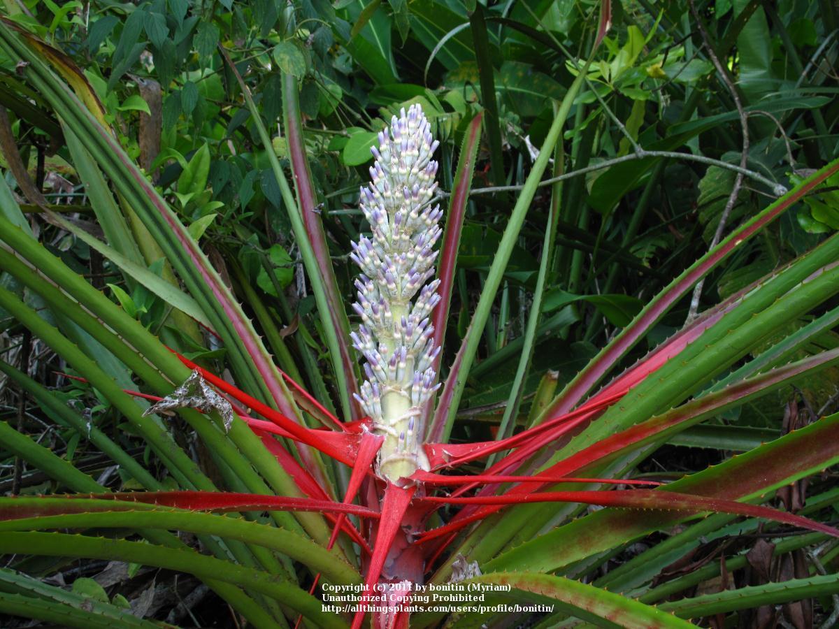 Photo of the bloom of Heart of Flame (Bromelia balansae) posted by ...
