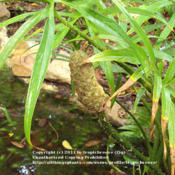 Photo of the bloom of Lasia (Lasia spinosa) posted by tropicbreeze ...