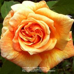 Rose (Rosa 'Lady Elgin') in the Roses Database - Garden.org