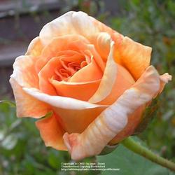 Rose (Rosa 'Lady Elgin') in the Roses Database - Garden.org