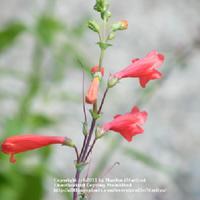Photo of the bloom of Scarlet Penstemon (Penstemon murrayanus) posted ...