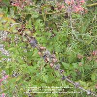 Photo of the seed pods or heads of Scarlet Penstemon (Penstemon ...
