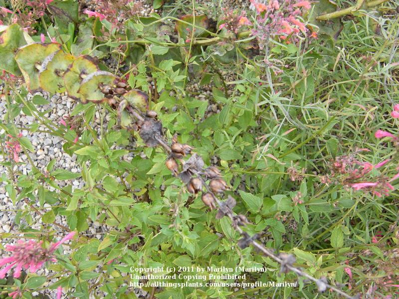 Photo of the seed pods or heads of Scarlet Penstemon (Penstemon ...