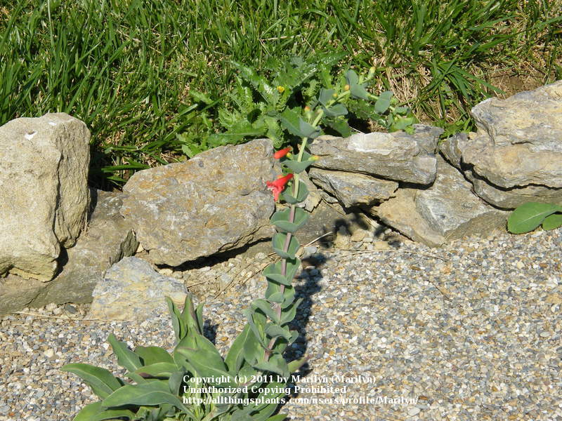 Photo of the entire plant of Scarlet Penstemon (Penstemon murrayanus ...