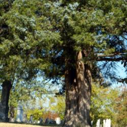 All About the Eastern Red Cedar - Garden.org