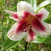 Photo of the bloom of Lily (Lilium 'Altari') posted by chrispnpt9 ...