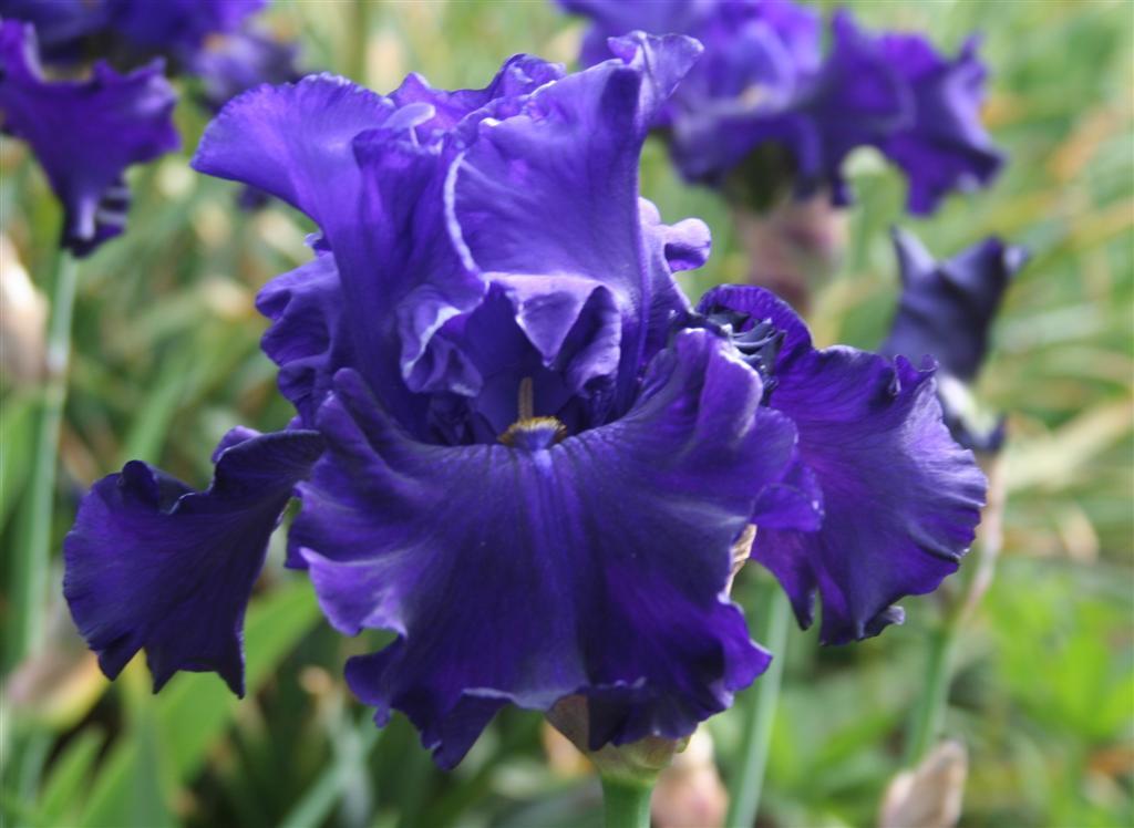 Tall Bearded Iris (Iris 'Spirit Mountain') in the Irises Database ...