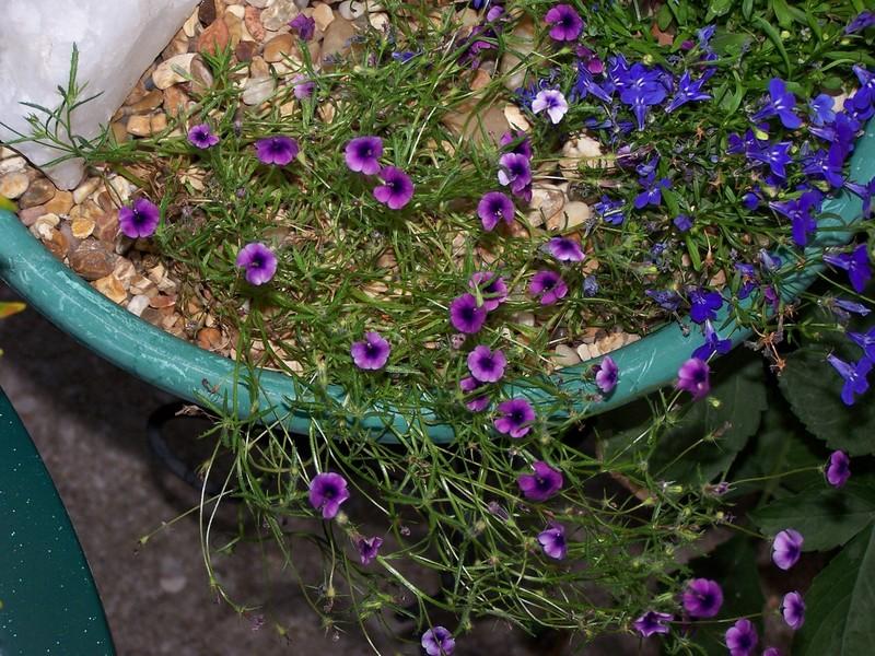 Photo of the entire plant of Monopsis (Monopsis debilis 'Regal Purple ...