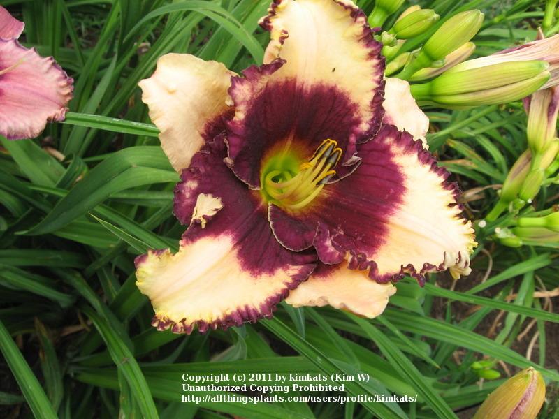 Photo of the bloom of Daylily (Hemerocallis 'Bold Heritage') posted by kimkats - Garden.org