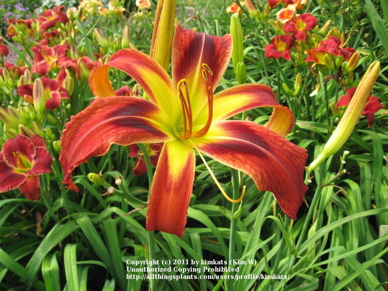 Photo of the bloom of Daylily (Hemerocallis 'Heavenly Starfire') posted by kimkats - Garden.org