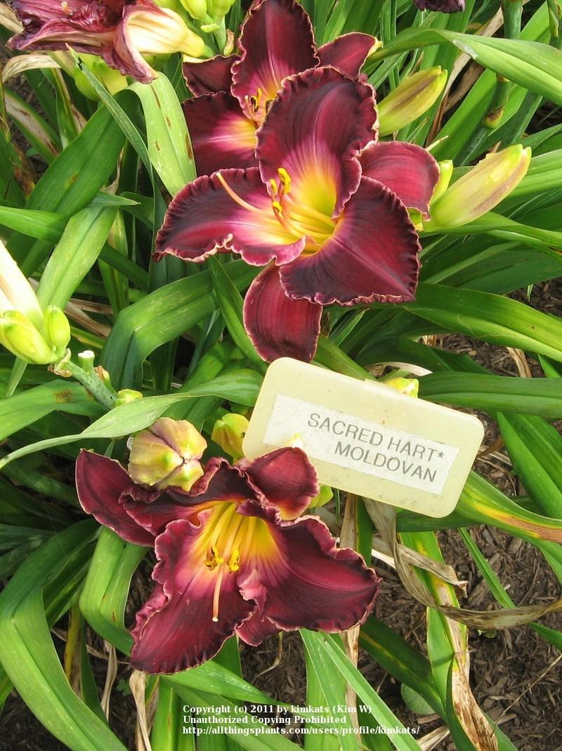 Photo of the bloom of Daylily (Hemerocallis 'Sacred Heart') posted by kimkats - Garden.org