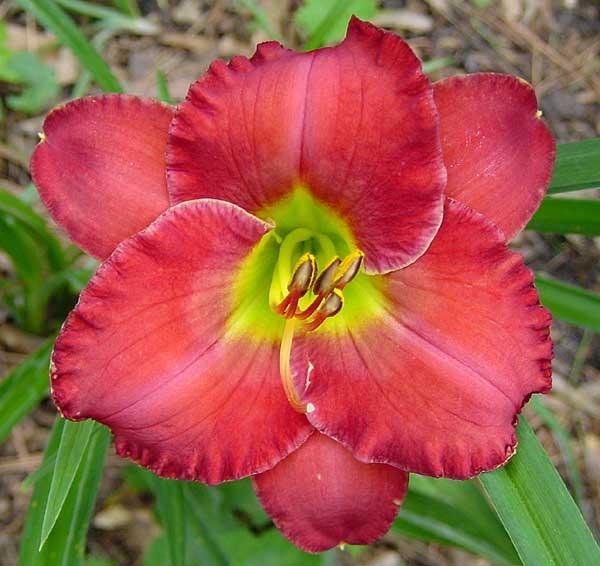 Daylily (Hemerocallis 'Elfin Fury') in the Daylilies Database - Garden.org