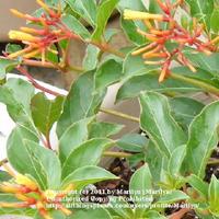 Photo of the bloom of Dwarf Mexican Firebush (Hamelia patens 'Compacta ...