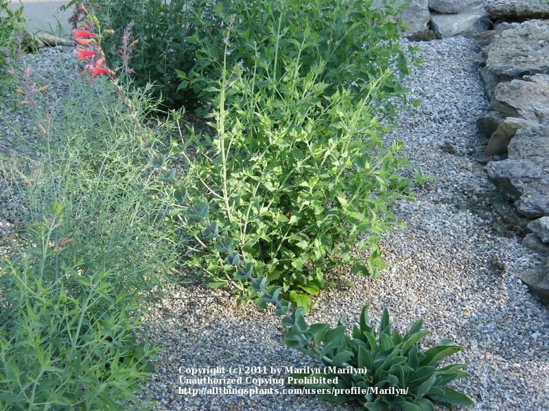 Photo of the leaves of Scarlet Penstemon (Penstemon murrayanus) posted ...