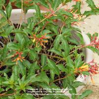 Dwarf Mexican Firebush (Hamelia patens 'Compacta') - Garden.org