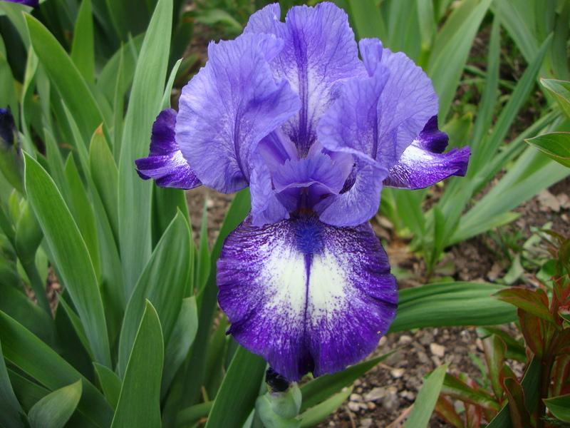 Intermediate Bearded Iris (Iris 'Infinity Ring') in the Irises Database ...