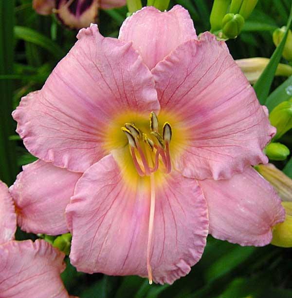 Daylily (Hemerocallis 'Raspberry Lustre') in the Daylilies Database ...