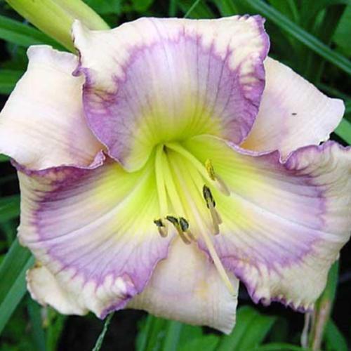 Daylily (Hemerocallis 'Mystical Illusion') in the Daylilies Database ...