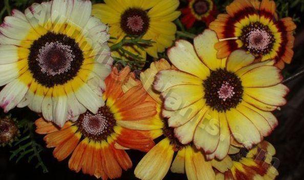 Painted Daisy (Ismelia carinata 'Court Jester Mix') - Garden.org