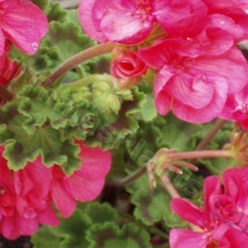 Zonal Geranium (Pelargonium 'Jazz') in the Pelargoniums Database ...