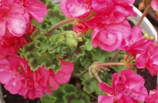 Zonal Geranium (Pelargonium 'Jazz') in the Pelargoniums Database ...