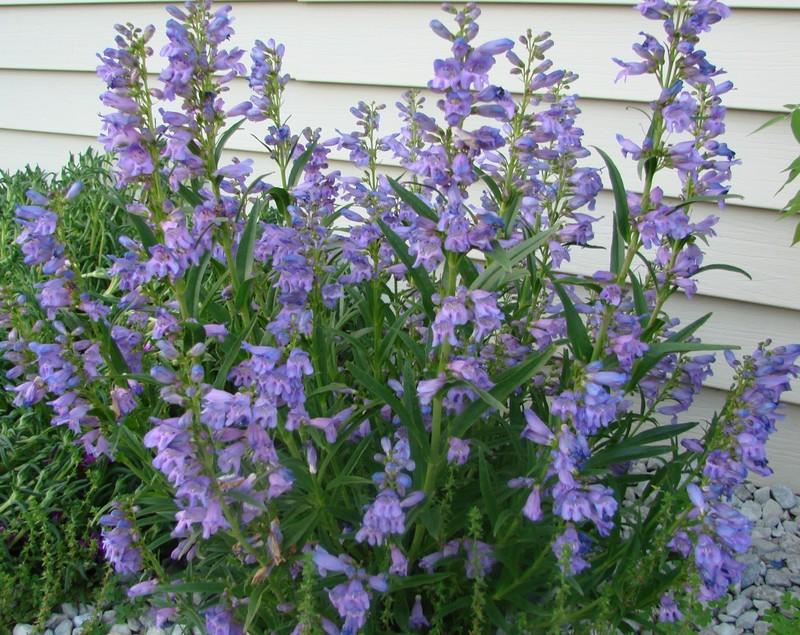 Photo of the entire plant of Foothill Penstemon (Penstemon ...