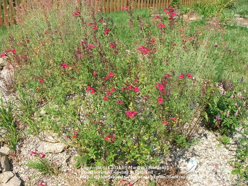 Autumn Sage (Salvia greggii 'Raspberry Delight') in the Salvias ...