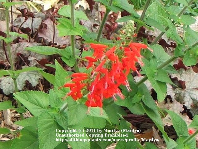 Photo of the bloom of Scarlet Sage (Salvia coccinea 'Lady in Red ...