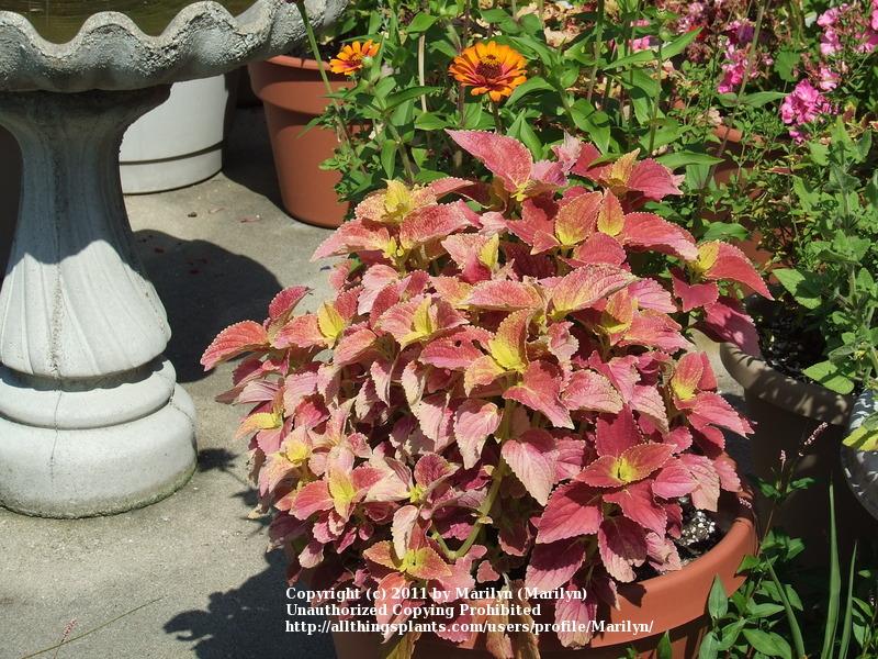 Photo of the entire plant of Coleus (Coleus scutellarioides 'Alabama ...