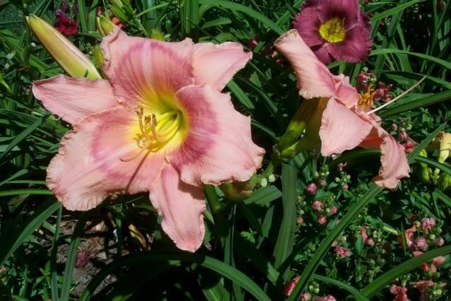 Photo of the bloom of Daylily (Hemerocallis 'Wobegone Gal') posted by ...